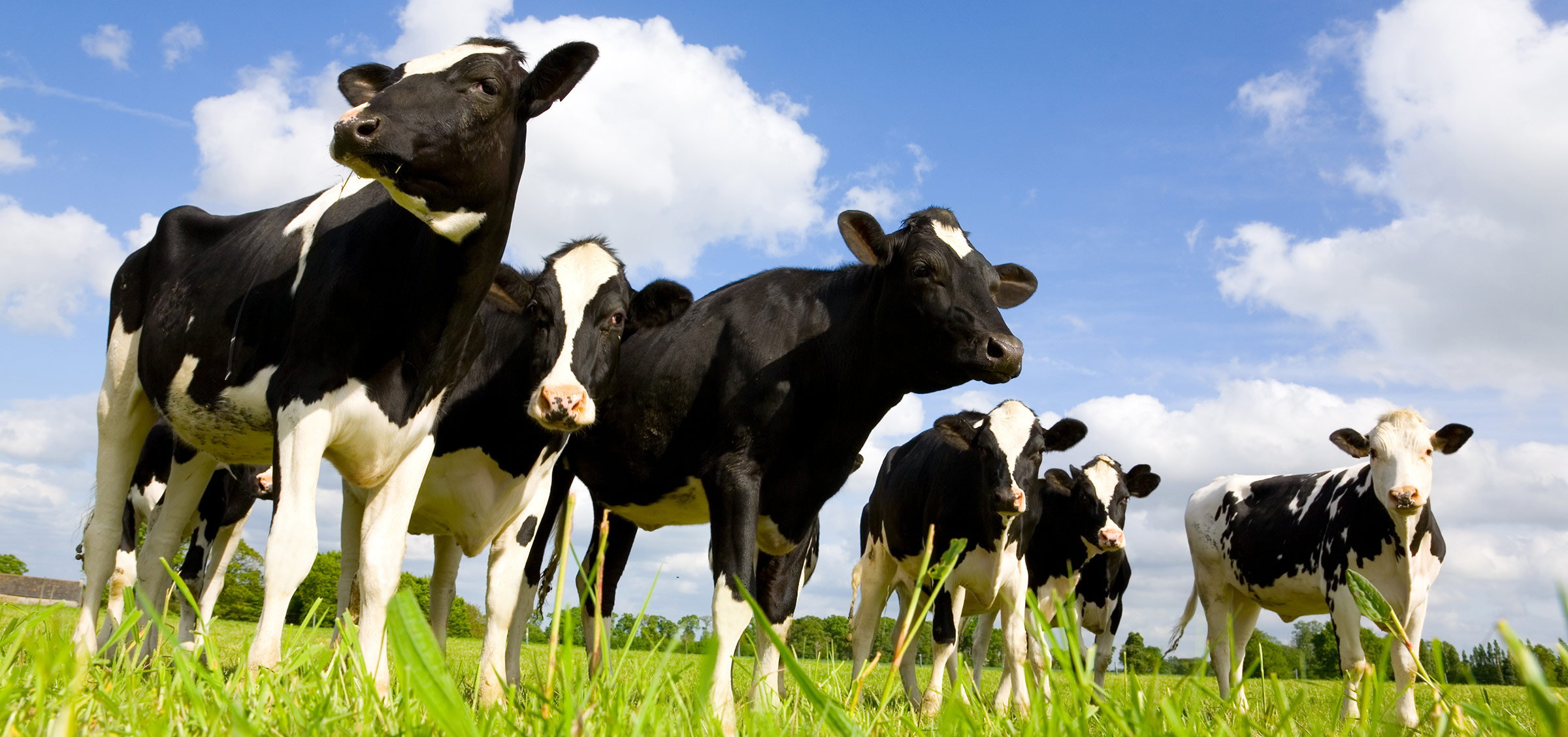 Shamrock Farm Cares About Cow Quality - National Farmers