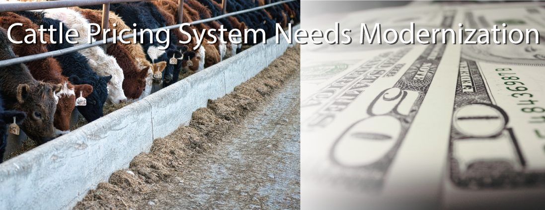 National Farmers Organization Says Cattle Pricing System Needs ...